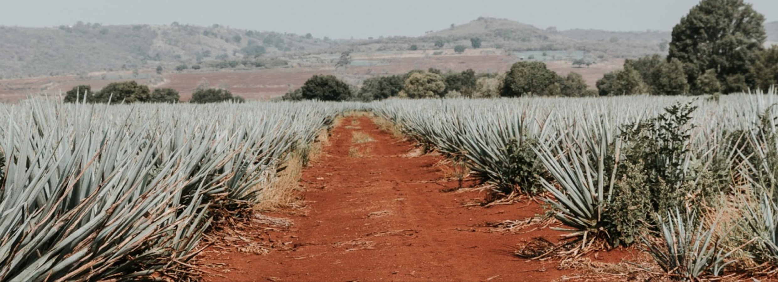 A Guide to Agave Liquors | PATRÓN TEQUILA
