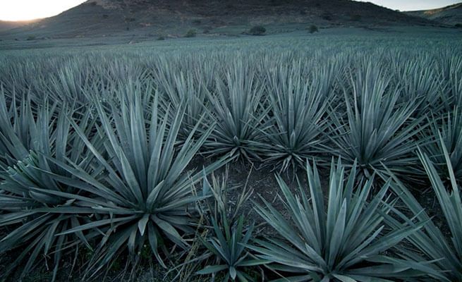 Age Before Beauty: Creating Patrón Extra Añejo | PATRÓN TEQUILA