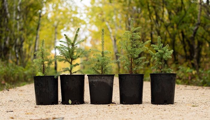 Patron x Tree Canada Promote Sustainability | PATRÓN TEQUILA