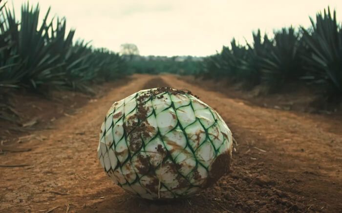 What Makes a Good, High-Quality Tequila? | PATRÓN TEQUILA